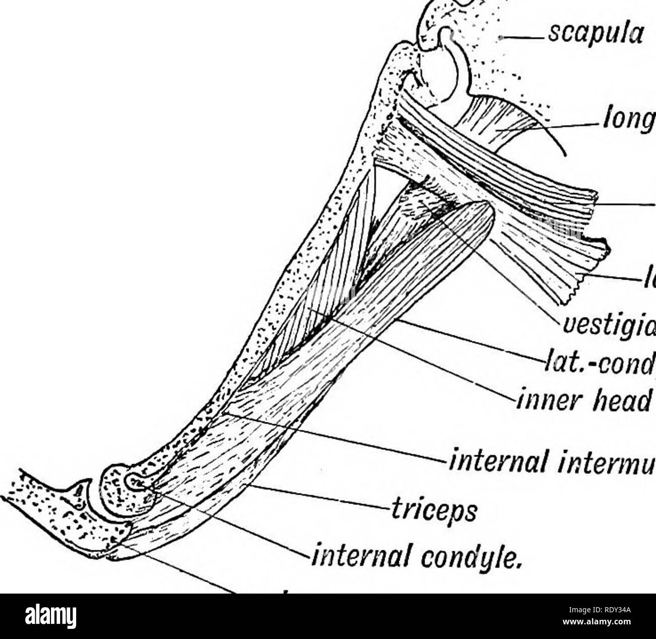 Omo v Cut Out Stock Images & Pictures - Alamy