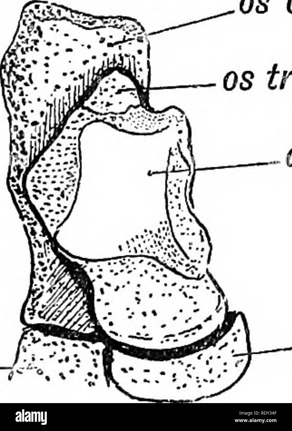 Tarsus of a pig hi-res stock photography and images - Alamy