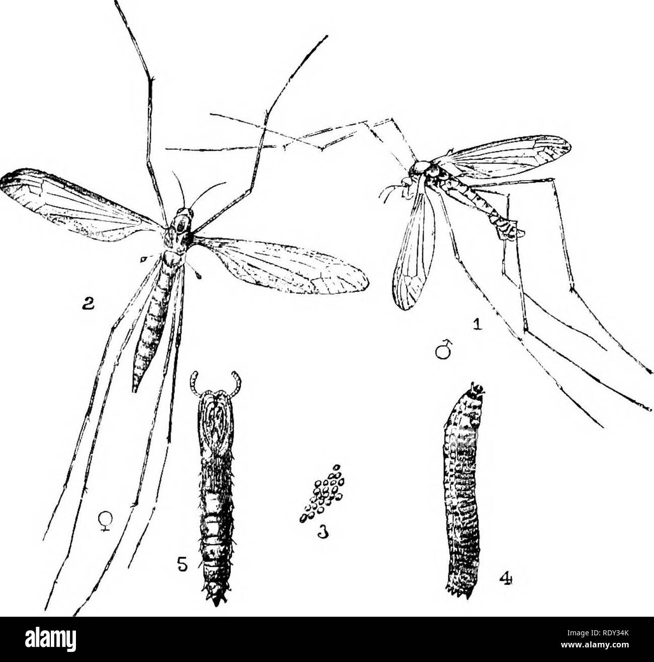 Crane fly pupa Black and White Stock Photos & Images - Alamy