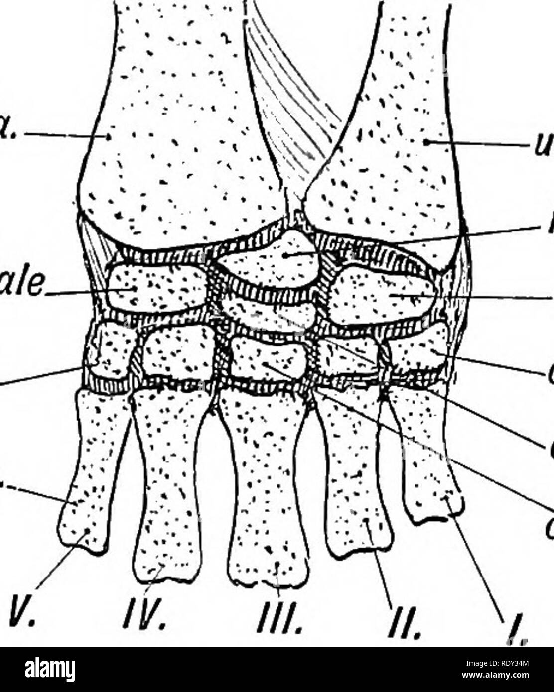 . Human embryology and morphology. Embryology, Human; Morphology. THE ...