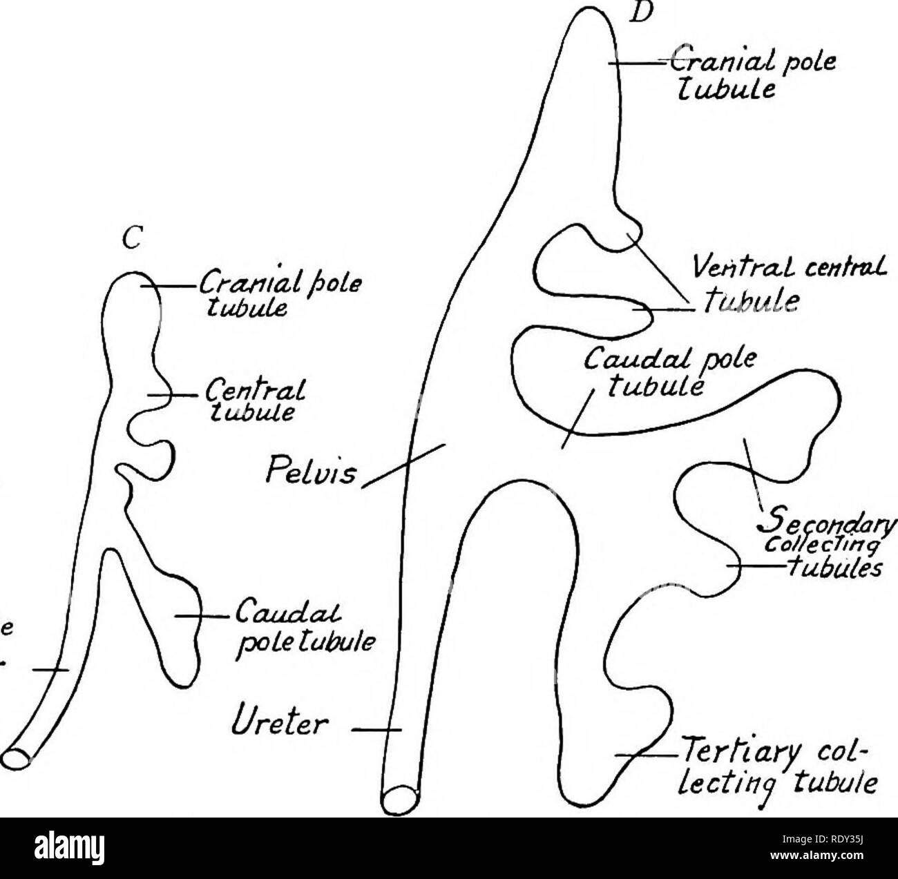 Parts of the kidney Black and White Stock Photos & Images - Alamy