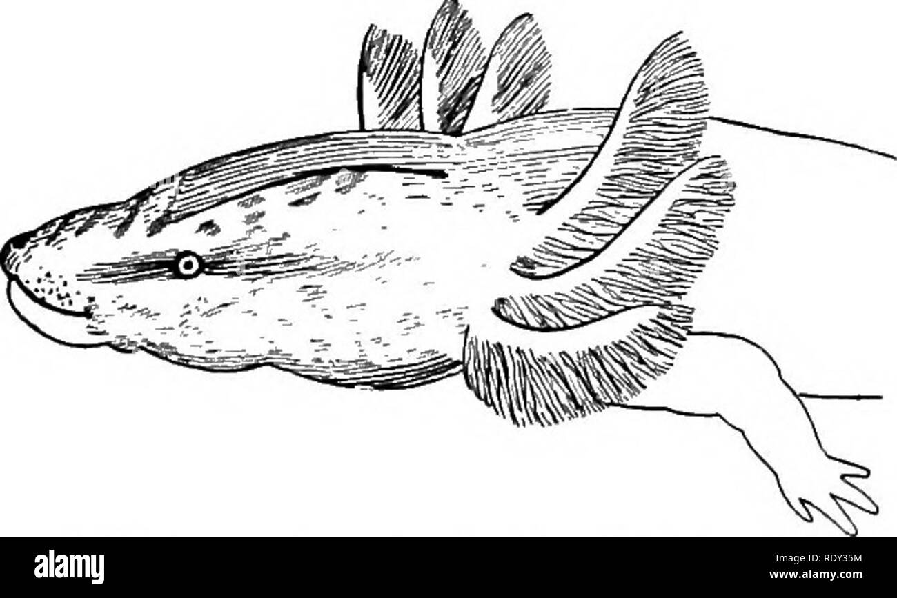 Little gill Black and White Stock Photos & Images - Alamy