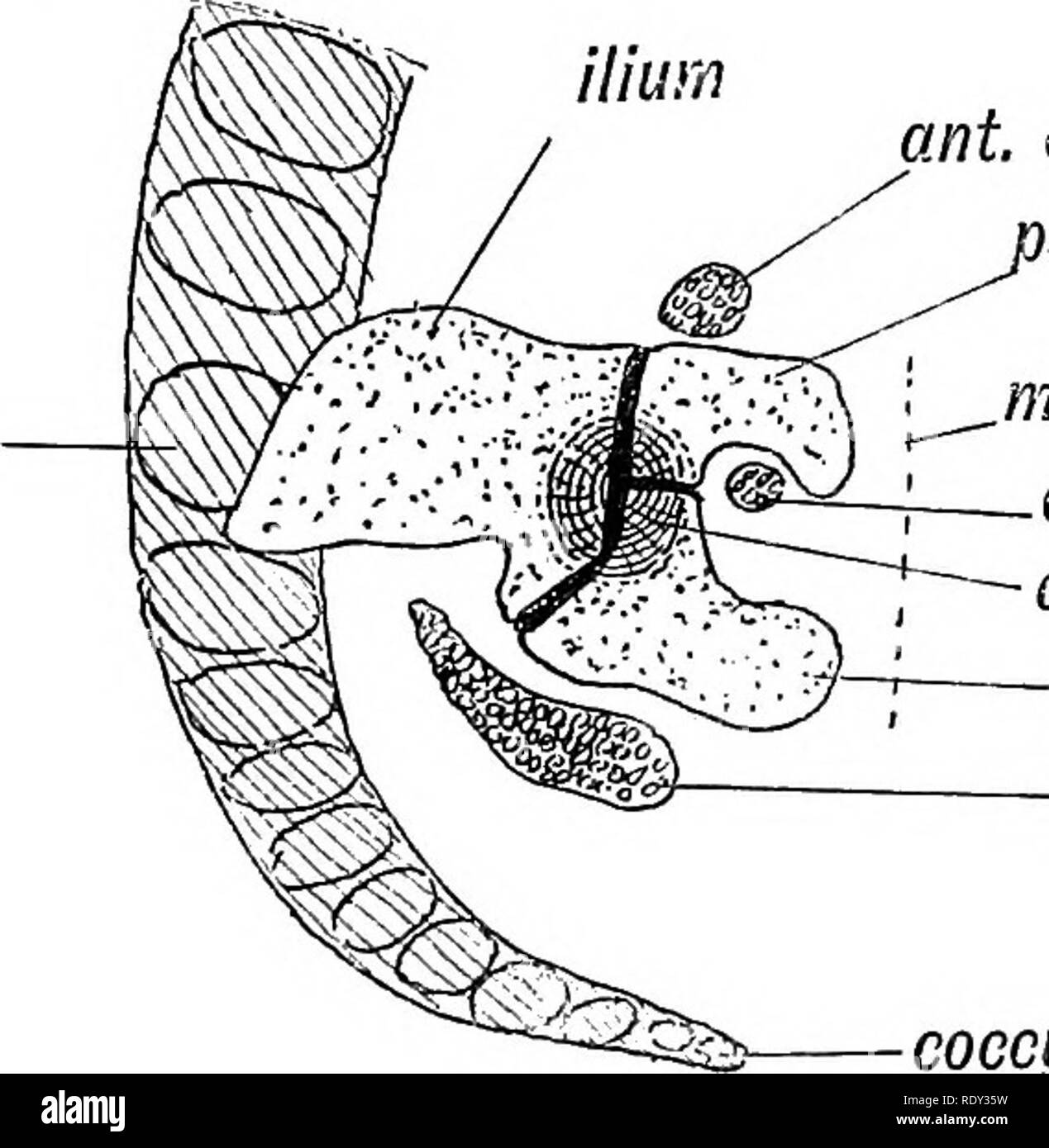 . Human embryology and morphology. Embryology, Human; Morphology ...