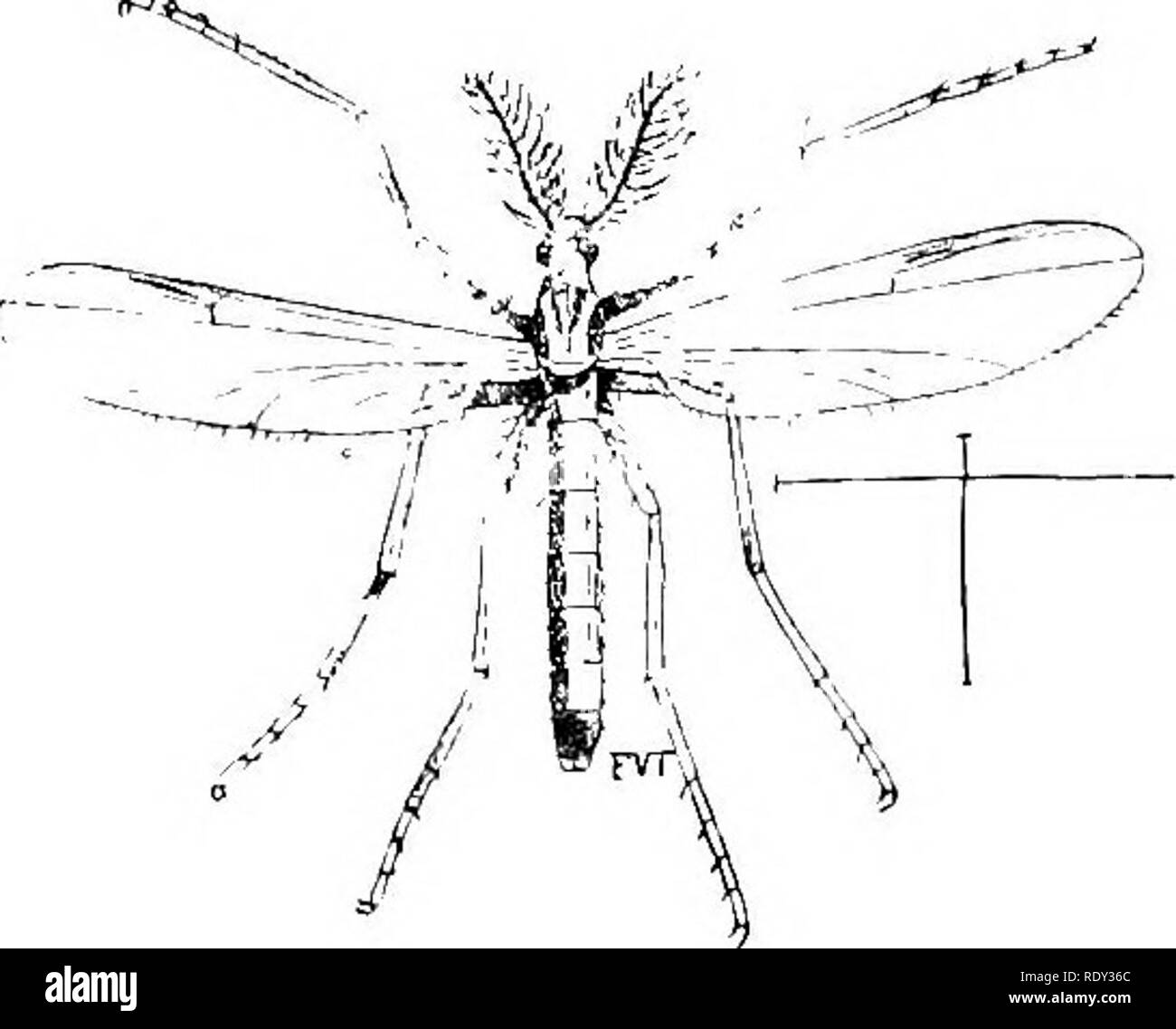 Stinging fly book hi-res stock photography and images - Alamy