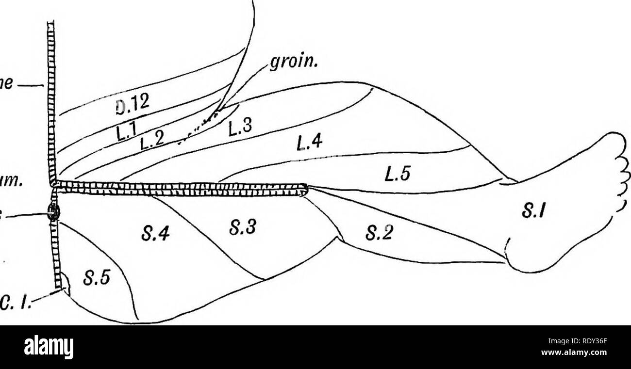 . Human embryology and morphology. Embryology, Human; Morphology. THE ...