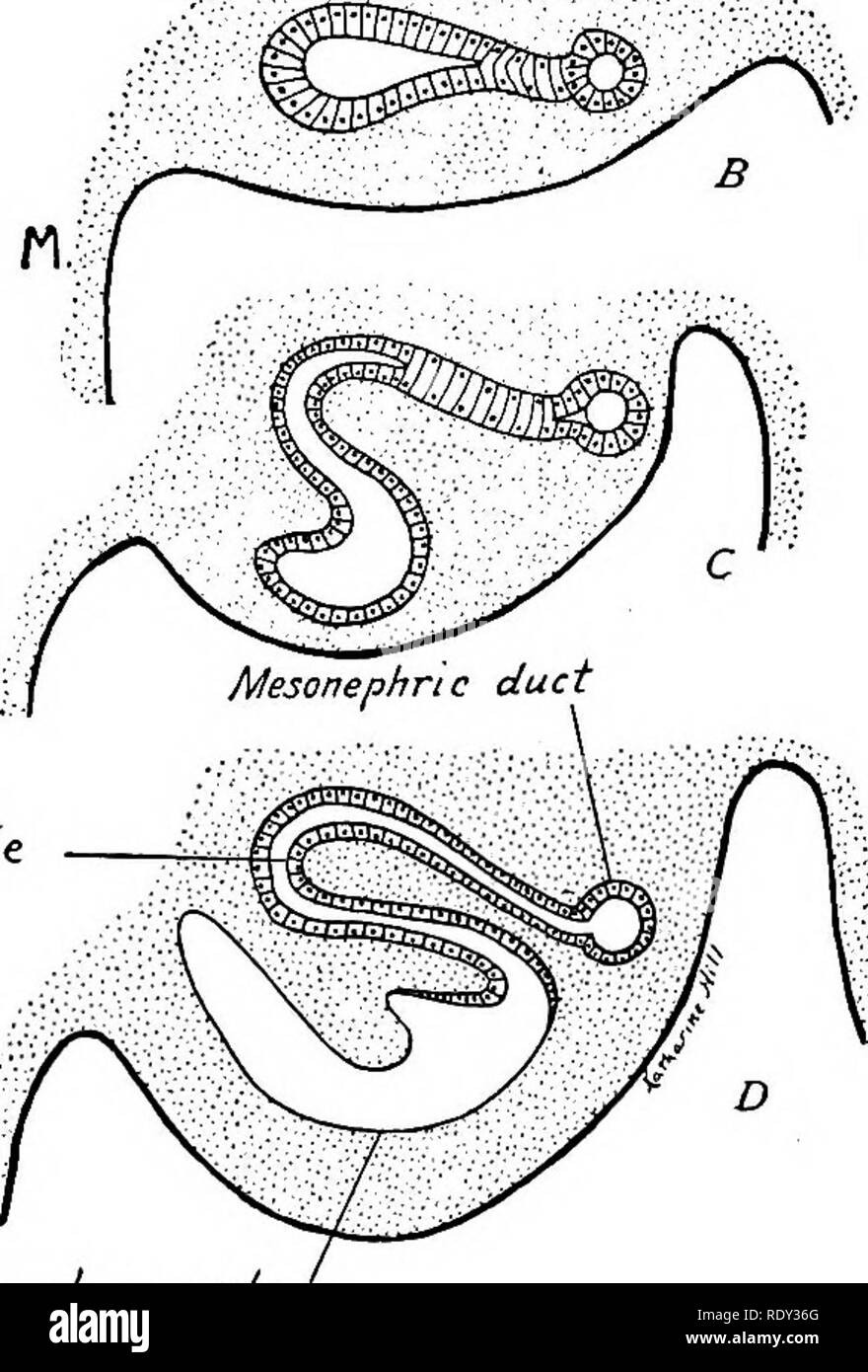 Snake Excretory System