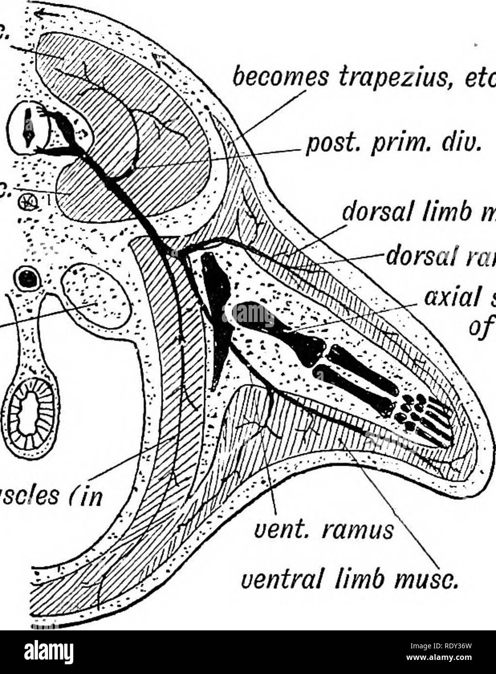 . Human embryology and morphology. Embryology, Human; Morphology. THE ...