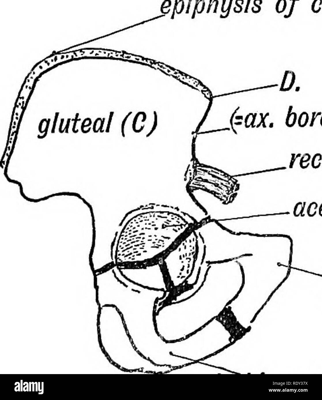 Skeletal morphology hi-res stock photography and images - Alamy