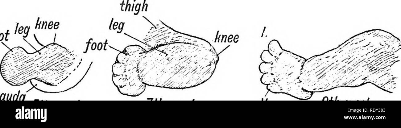 . Human embryology and morphology. Embryology, Human; Morphology. ulnar ...