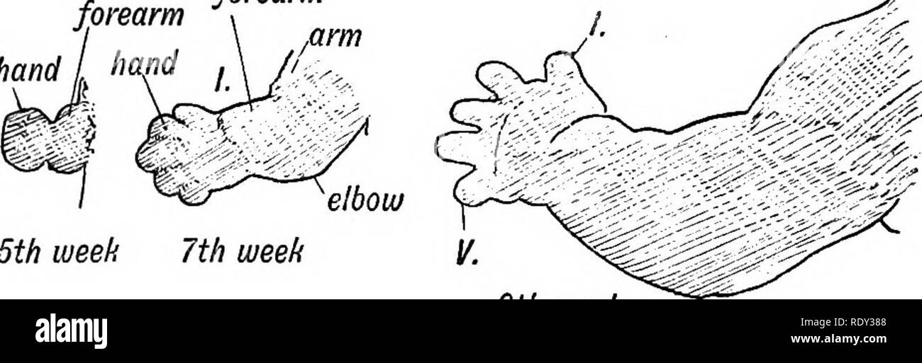 . Human embryology and morphology. Embryology, Human; Morphology. 290 ...