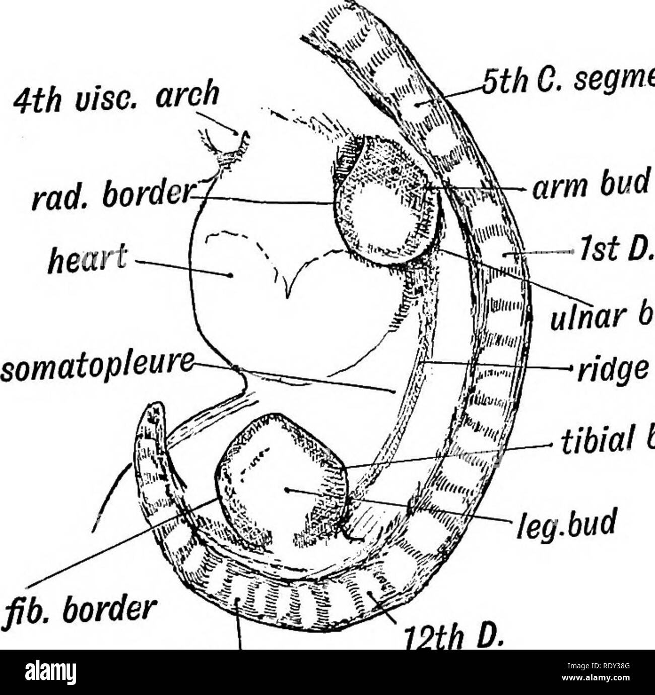 . Human embryology and morphology. Embryology, Human; Morphology ...