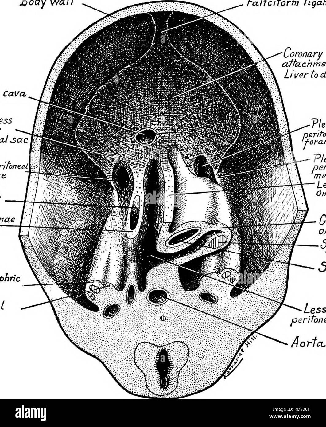 . A laboratory manual and text-book of embryology. Embryology. 198 THE ...
