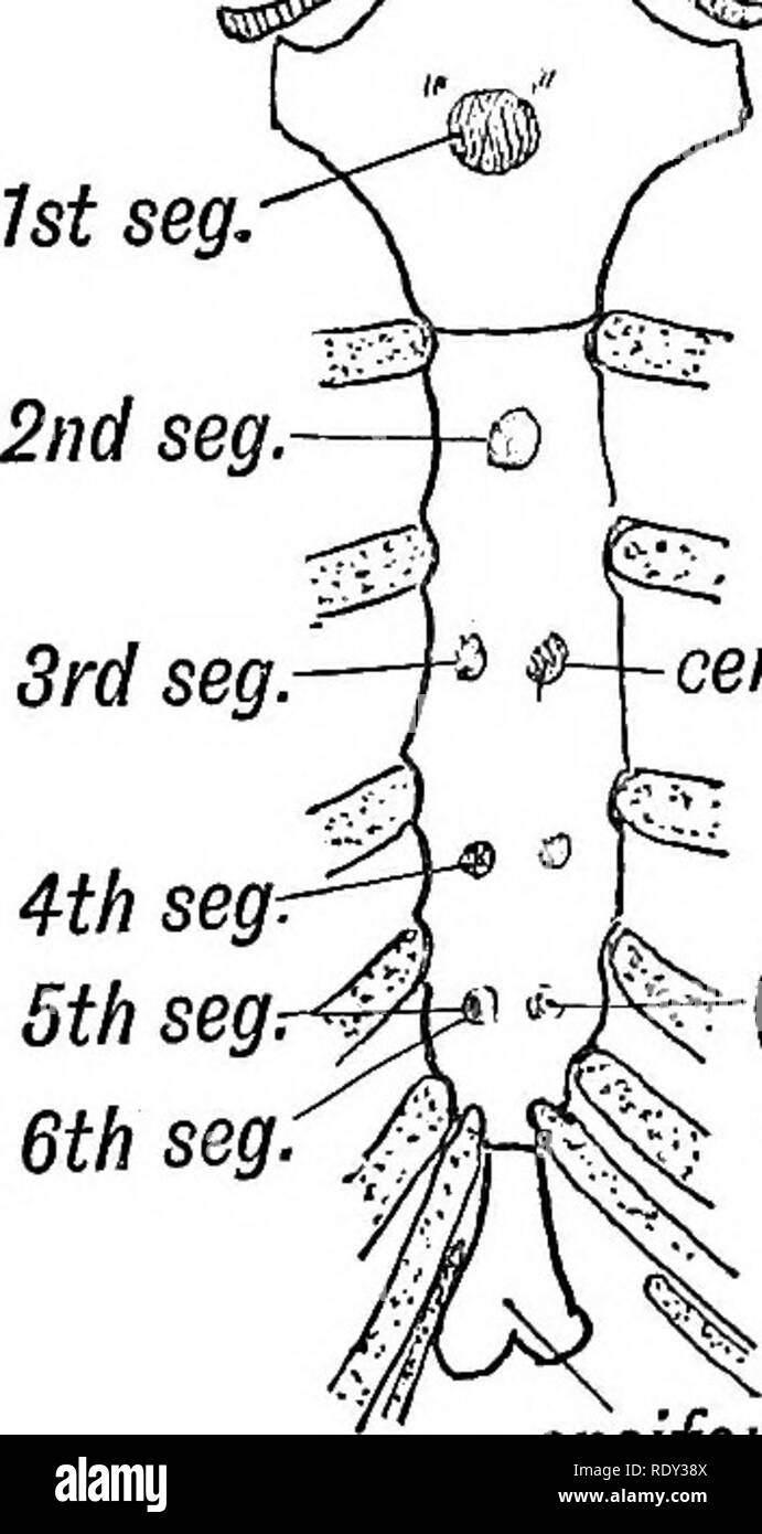 . Human embryology and morphology. Embryology, Human; Morphology. 7th ...