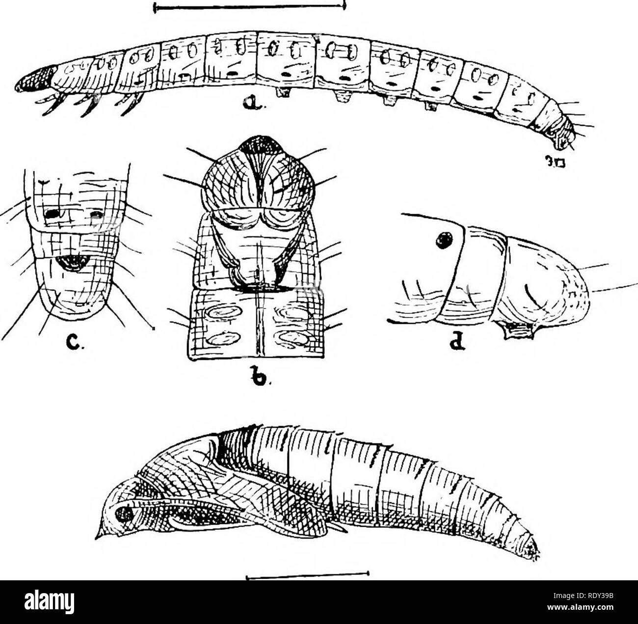 Currant clearwing moths hi-res stock photography and images - Alamy