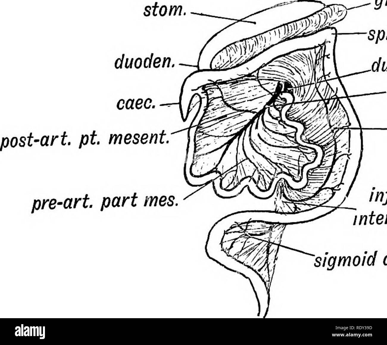 . Human embryology and morphology. Embryology, Human; Morphology. THE ...