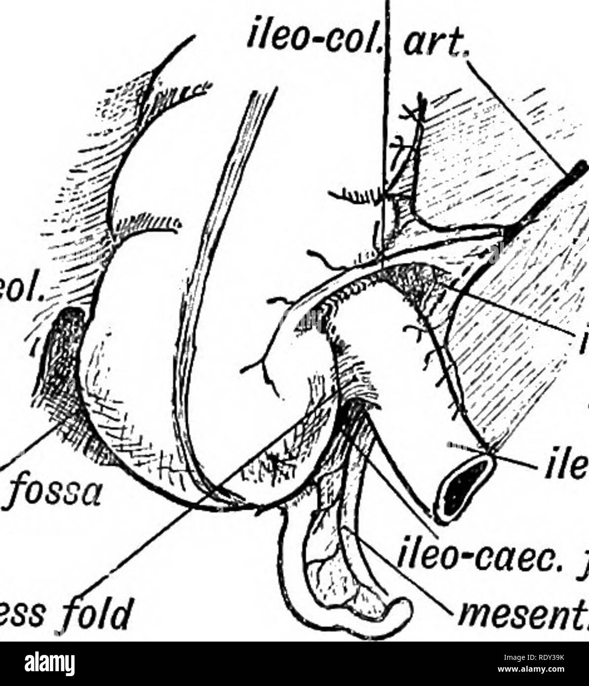 Meso appendix hi-res stock photography and images - Alamy