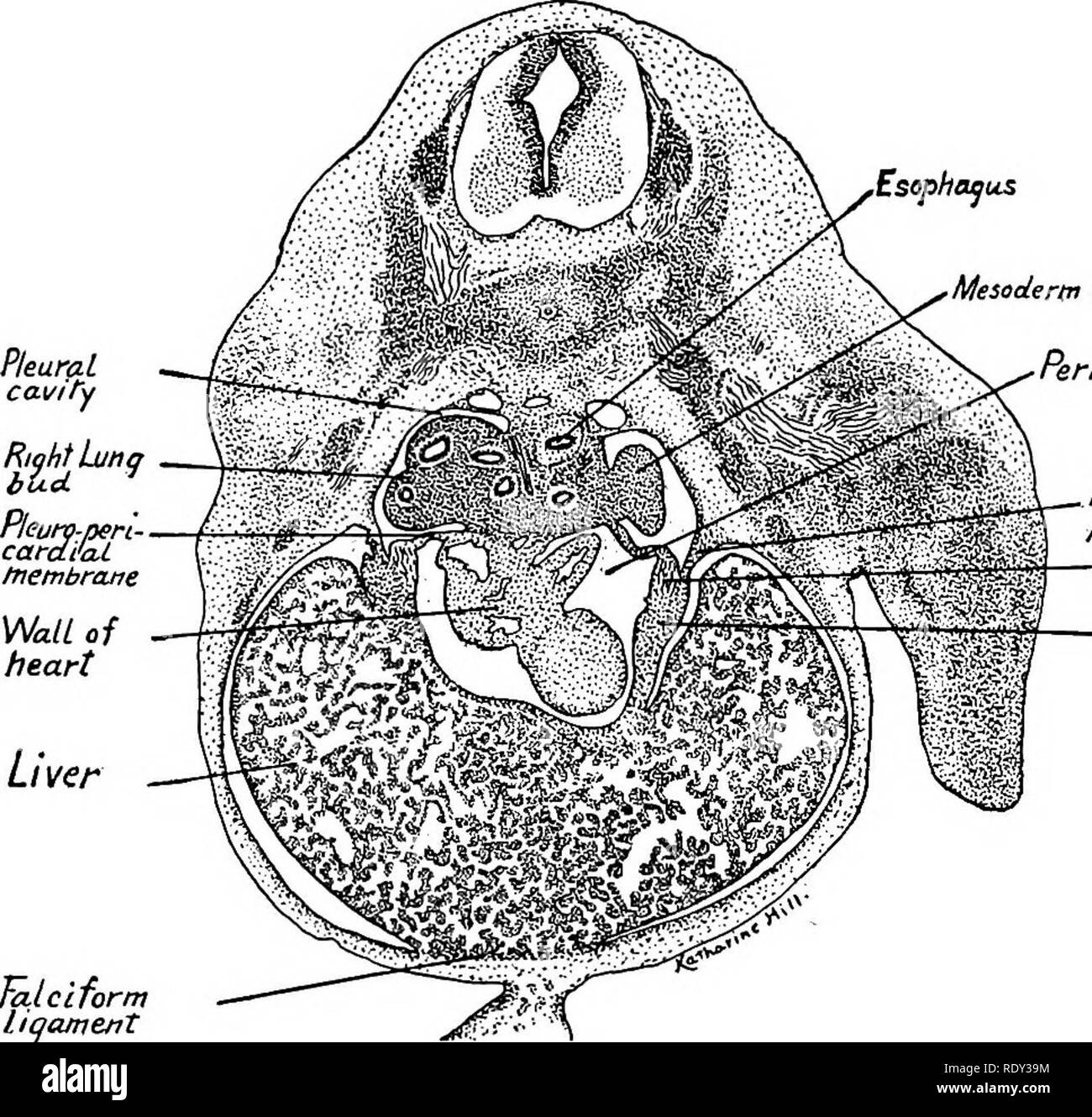 . A laboratory manual and text-book of embryology. Embryology. 194 THE ...