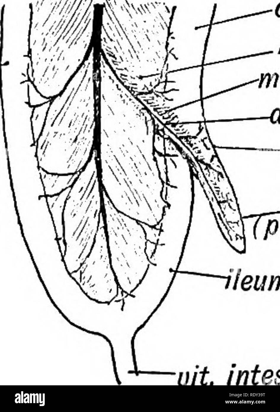 Meso appendix Black and White Stock Photos & Images - Alamy