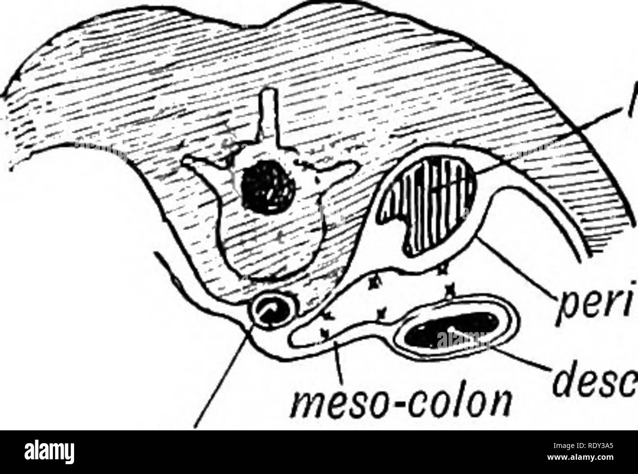 . Human embryology and morphology. Embryology, Human; Morphology ...
