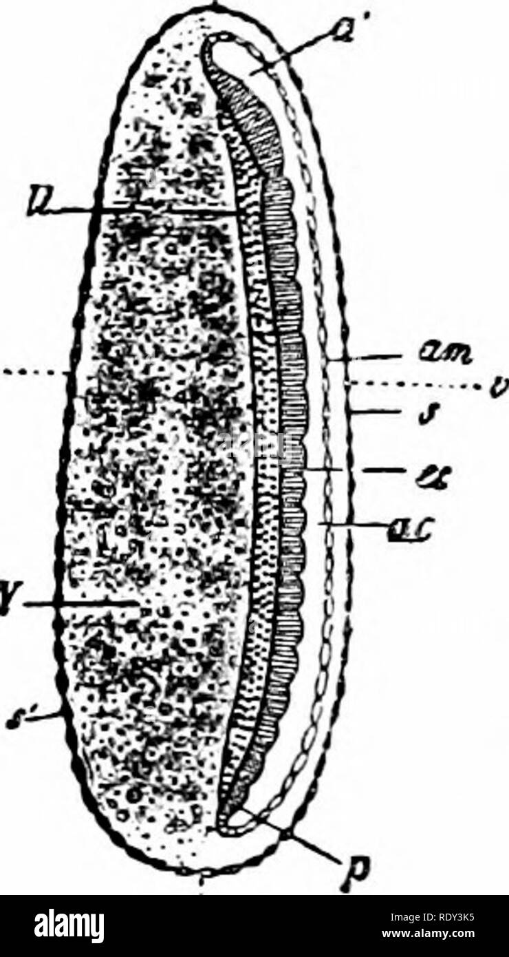 . Outlines of zoology. Zoology. Fig. 104.—Diagram of Insect embryo ...