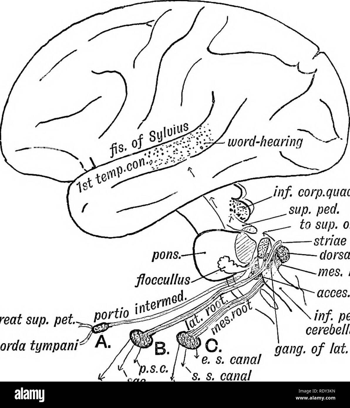 Organ of corti Black and White Stock Photos & Images - Alamy