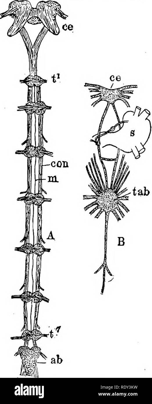 . A text-book of invertebrate morphology. Invertebrates. Fig. 169 ...