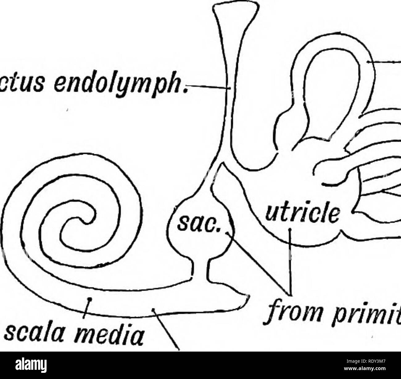 Endolymph Black and White Stock Photos & Images - Alamy