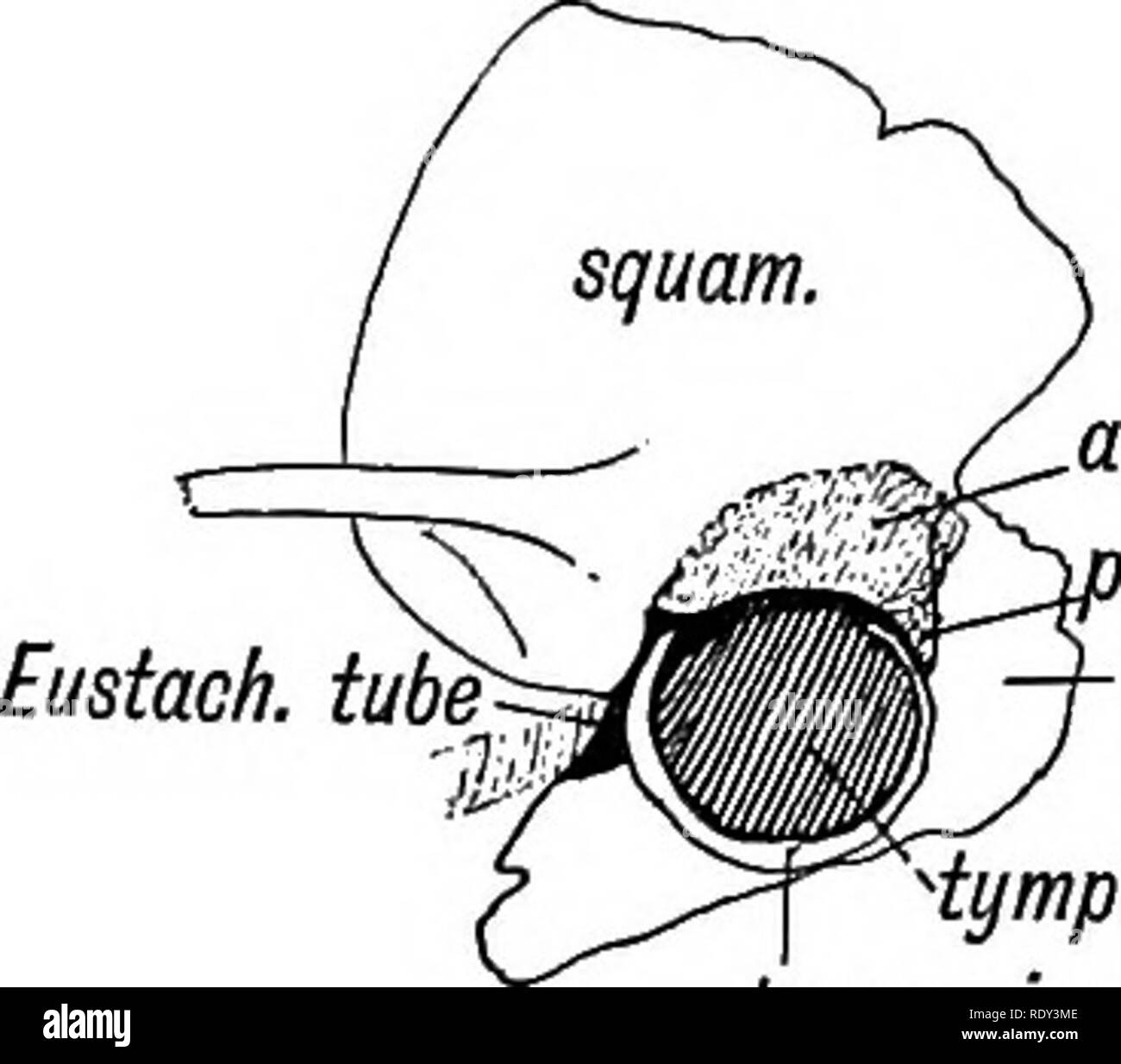 . Human embryology and morphology. Embryology, Human; Morphology ...