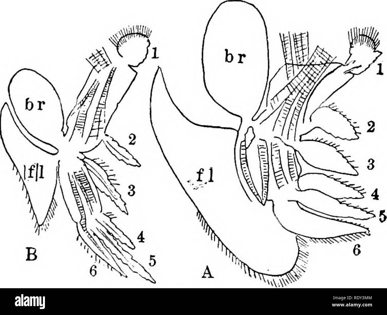 Gradatio hi-res stock photography and images - Alamy