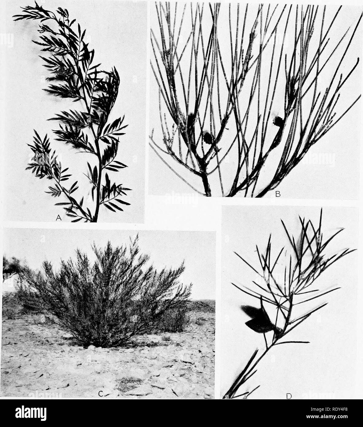 Hakea australia Black and White Stock Photos & Images - Alamy