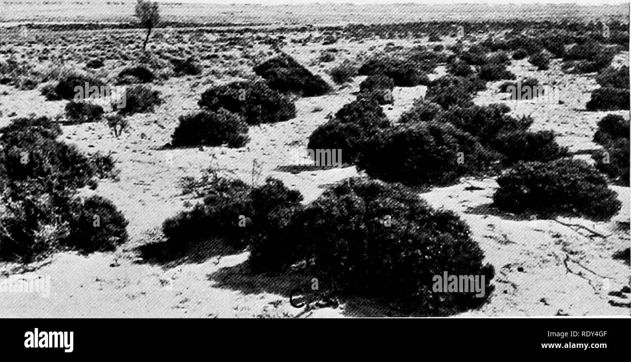 Desert plant roots australia hi-res stock photography and images - Alamy