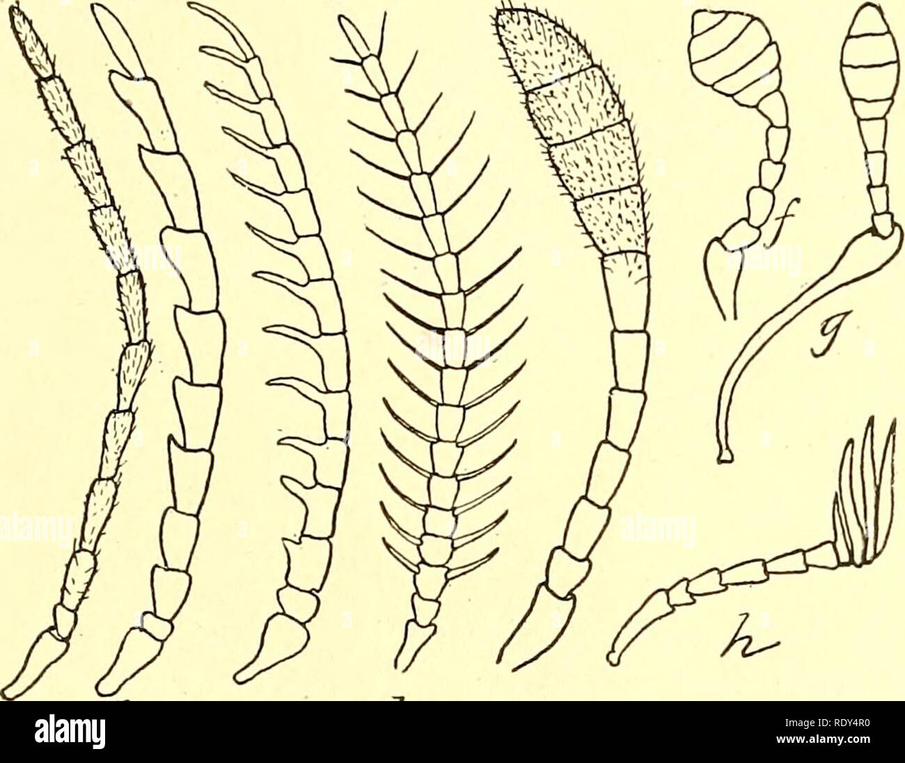 Classification of types of fruit hi-res stock photography and images ...