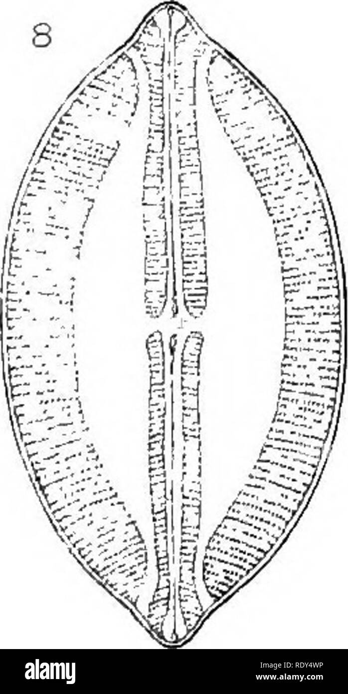 Diatoms Black and White Stock Photos & Images - Alamy