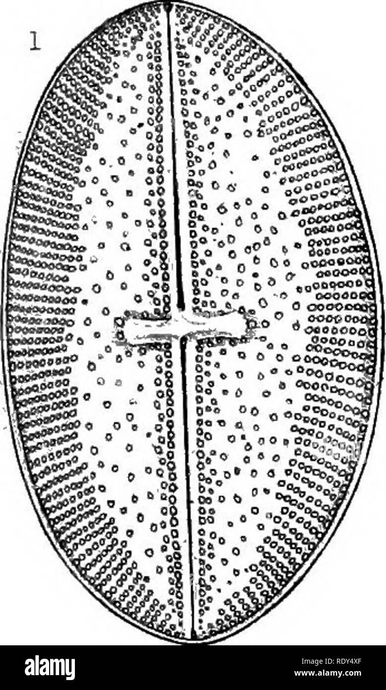 Diatoms and algae Black and White Stock Photos & Images - Alamy