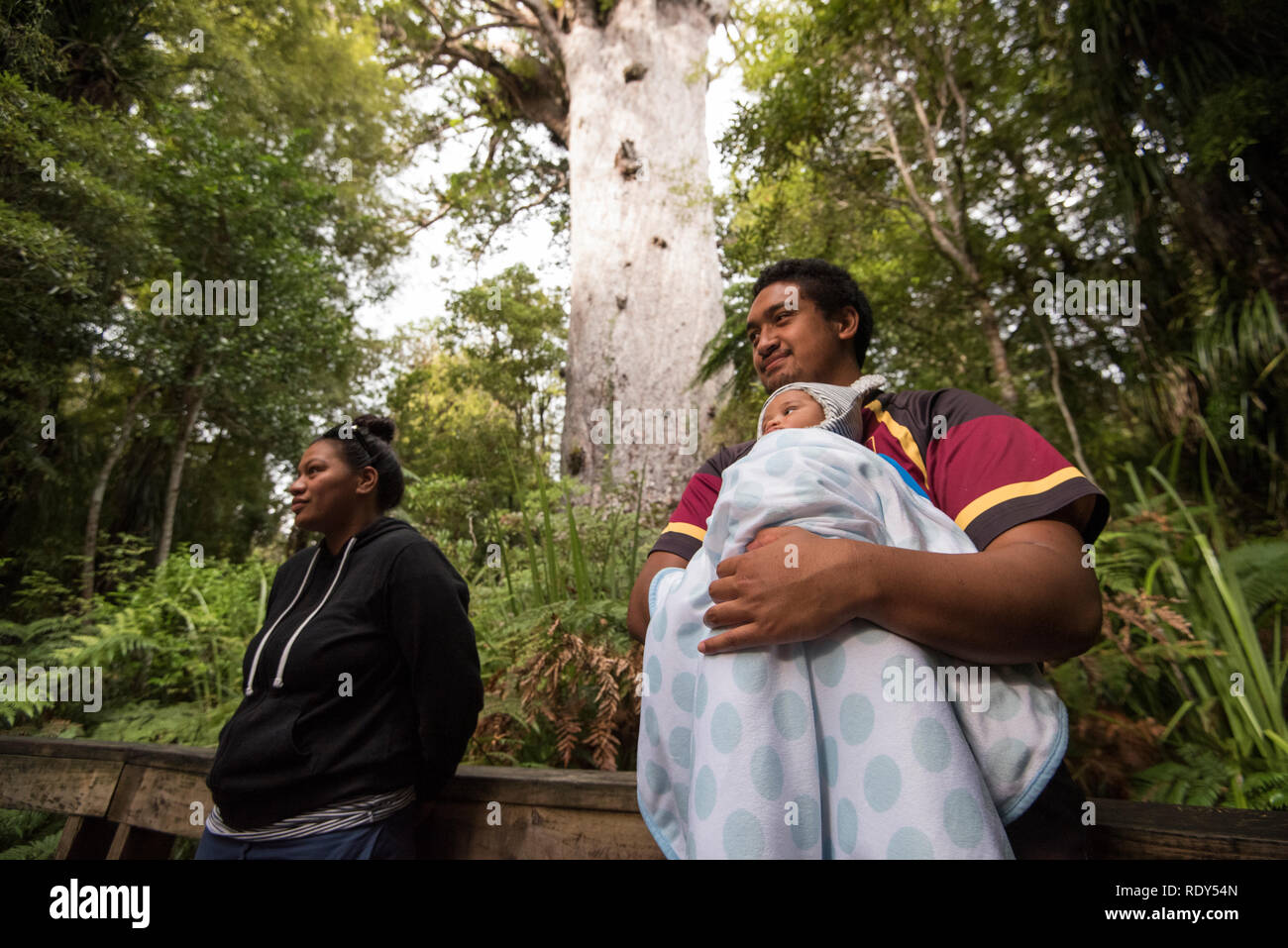 New Zealand's largest known living kauri tree, Tane Mahuta, is said to ...