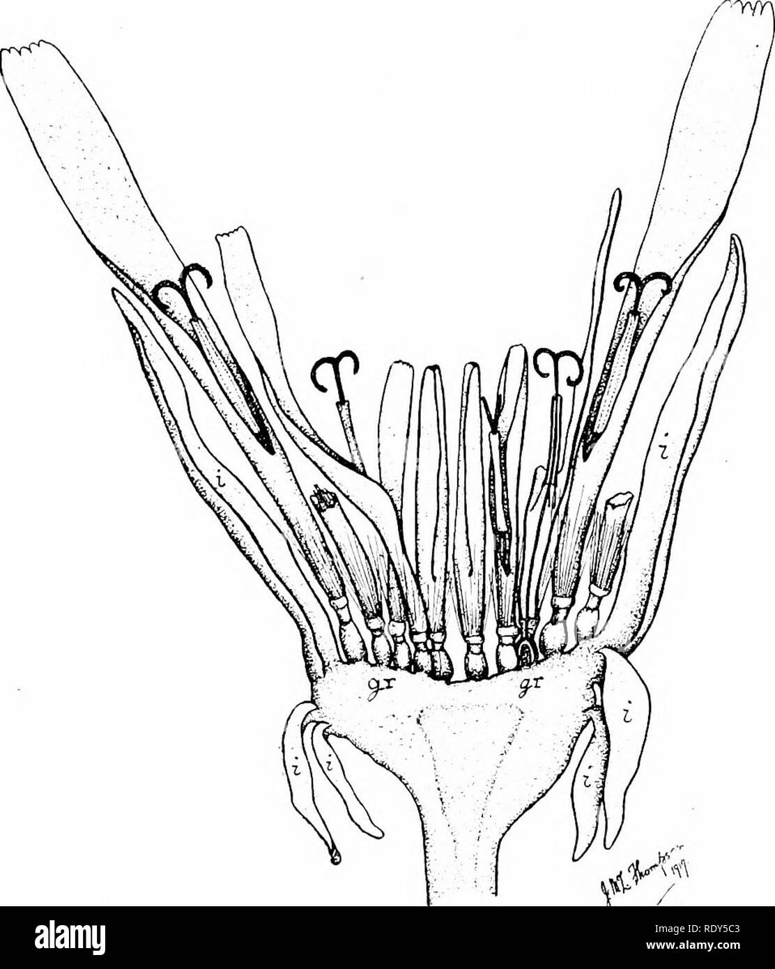 . Botany of the living plant. Botany. 53B BOTANY OF THE LIVING PLANT ...