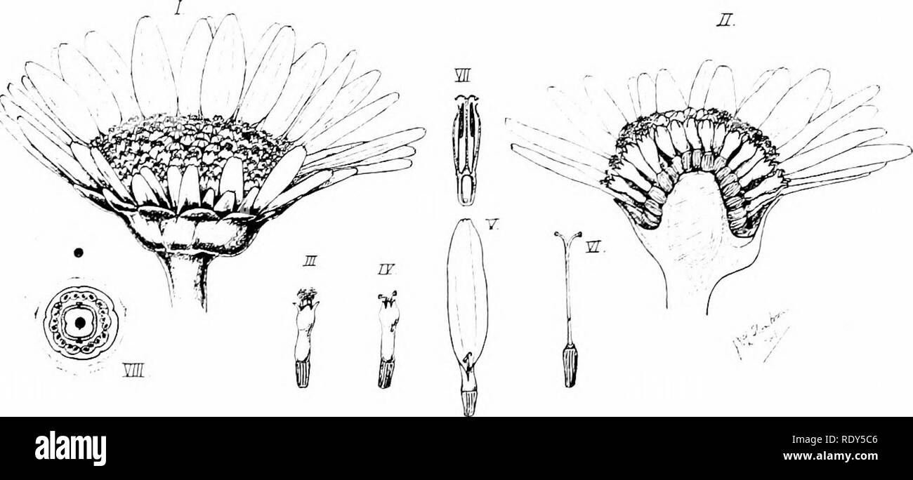 . Botany of the living plant. Botany. 536 BOTANY OF THE LIVING PLANT ...