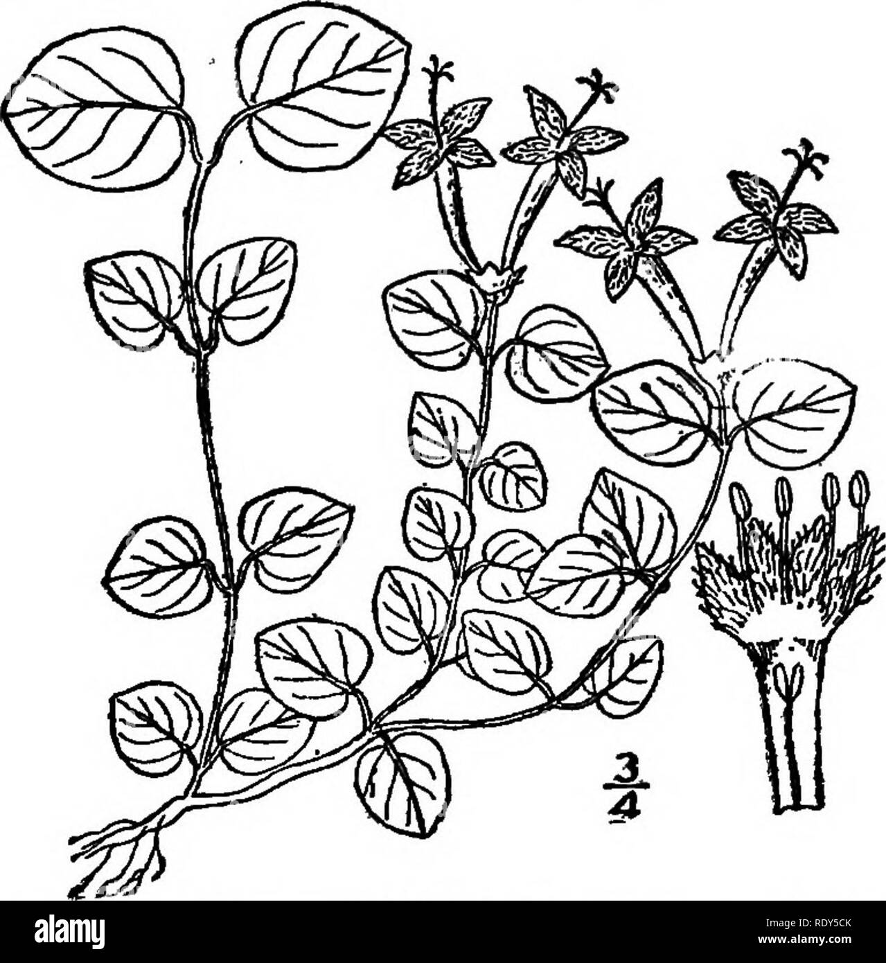 Native partridge species Cut Out Stock Images & Pictures - Alamy