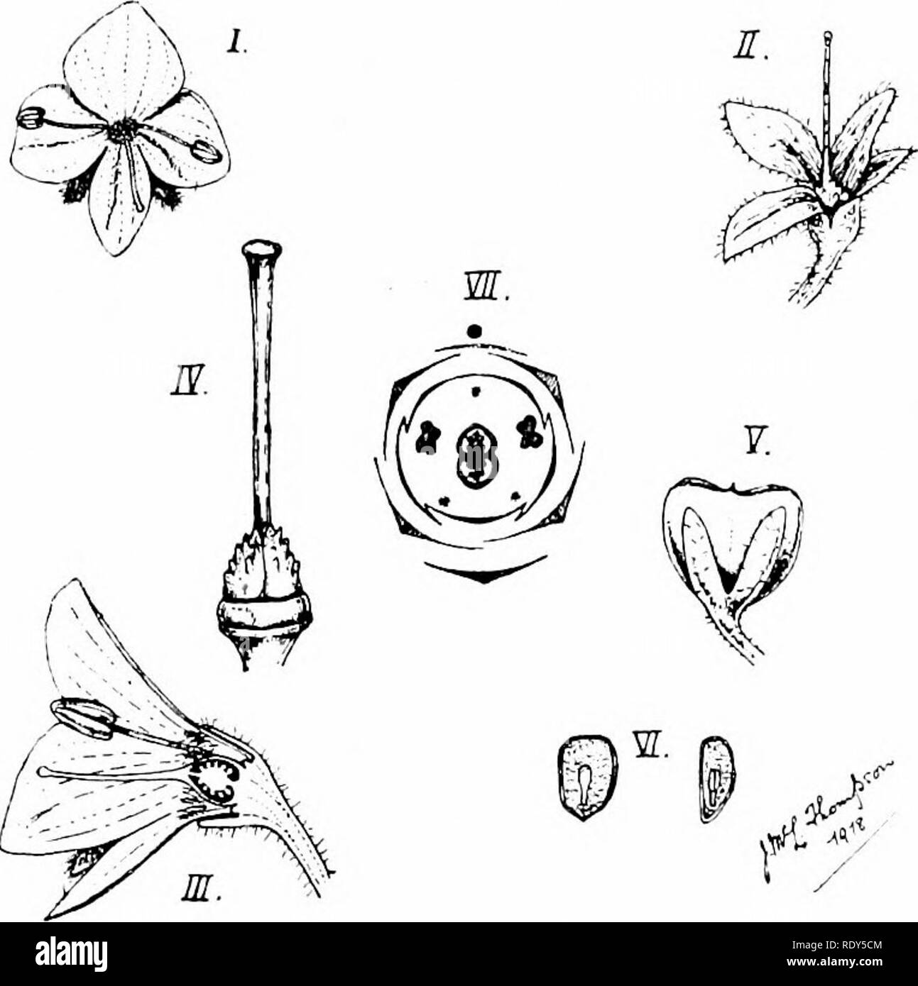Gamosepalous hi-res stock photography and images - Alamy