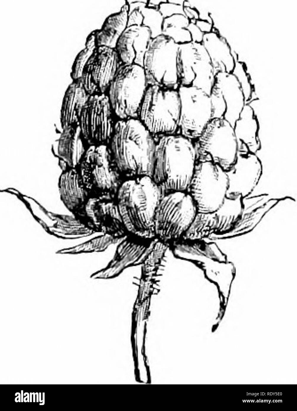 . Botany of the living plant. Botany. Fig. 429. Drupe of Cherry. (After ...