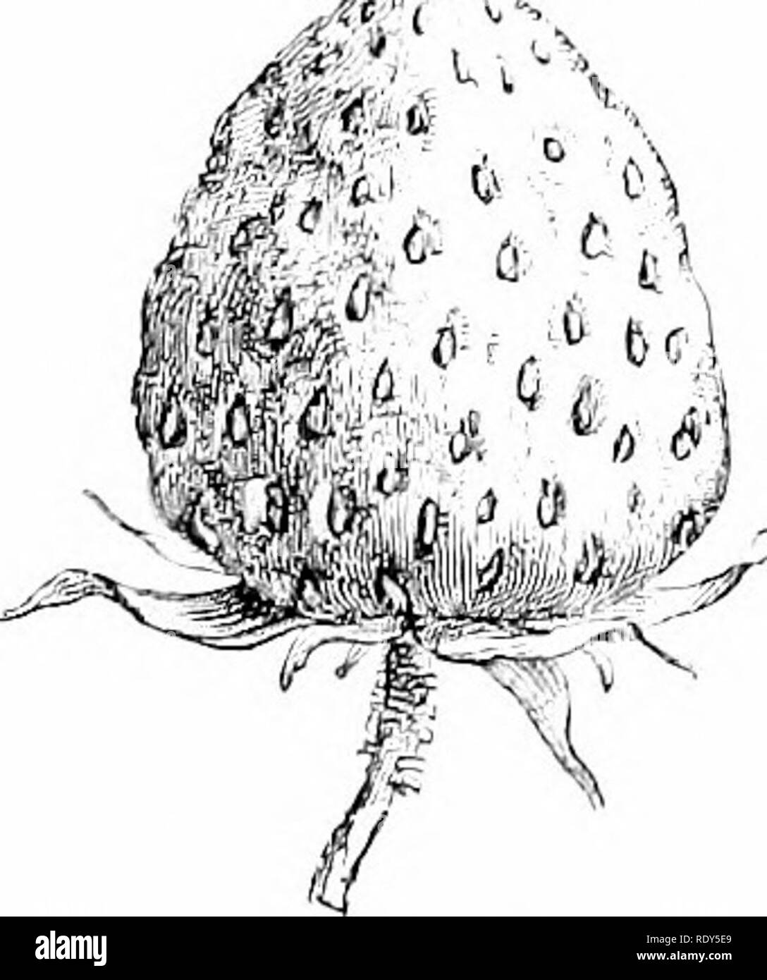 Epicalyx Black and White Stock Photos & Images - Alamy