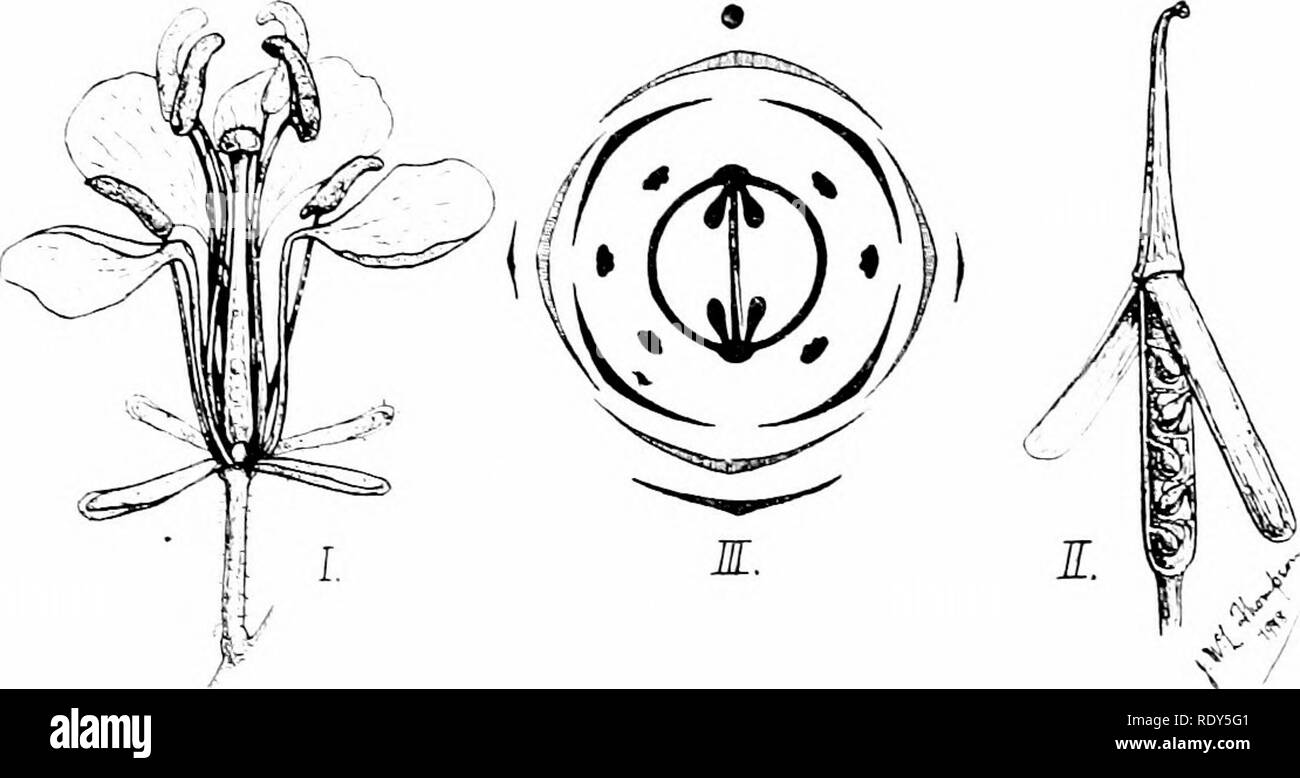 . Botany of the living plant. Botany. APPENDIX A SI â Corolla, petals 4 ...