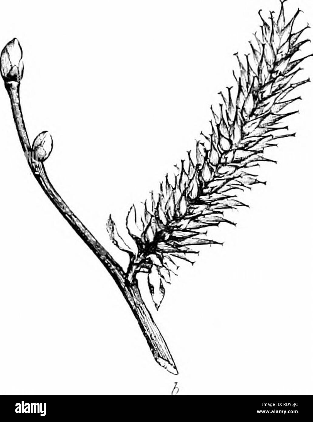 . Botany of the living plant. Botany. Fig. 40S. Catkins of the Willow ...