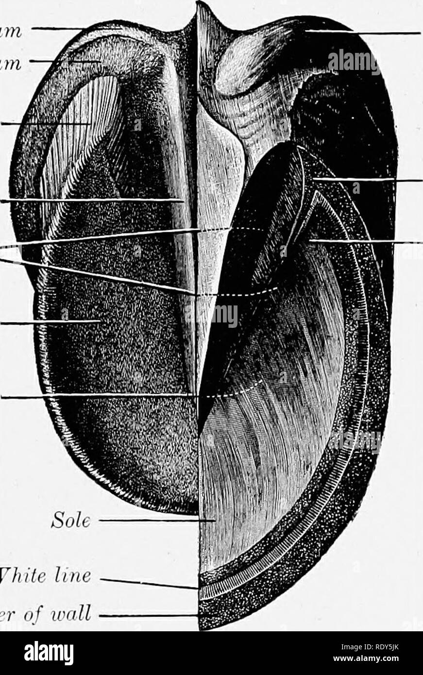 . The anatomy of the domestic animals . Veterinary anatomy. Cartilage ...
