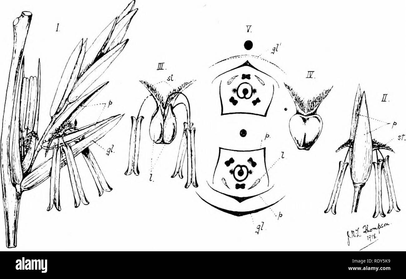 Wind pollination grasses Black and White Stock Photos & Images - Alamy