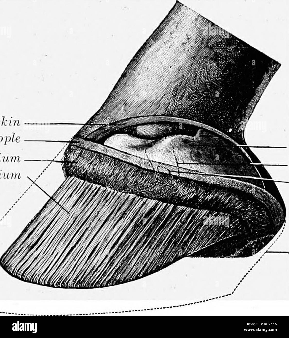 . The anatomy of the domestic animals . Veterinary anatomy. THE CORIUM ...