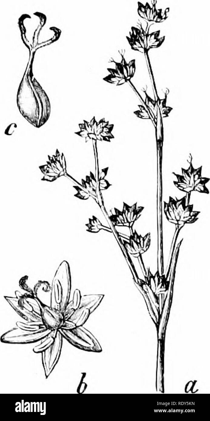 Seed capsule segments hi-res stock photography and images - Alamy