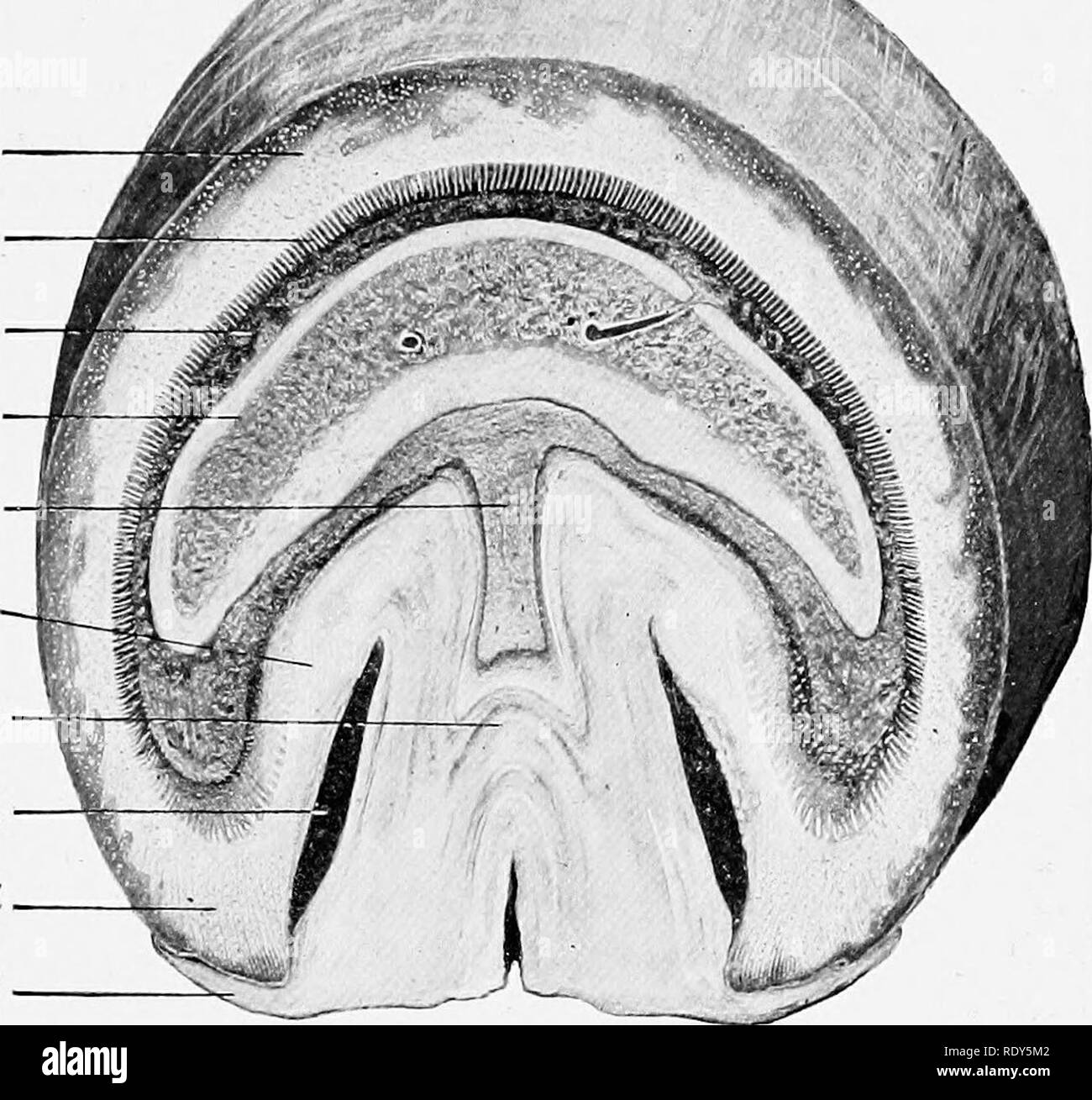 . The anatomy of the domestic animals . Veterinary anatomy. THE HOOF ...
