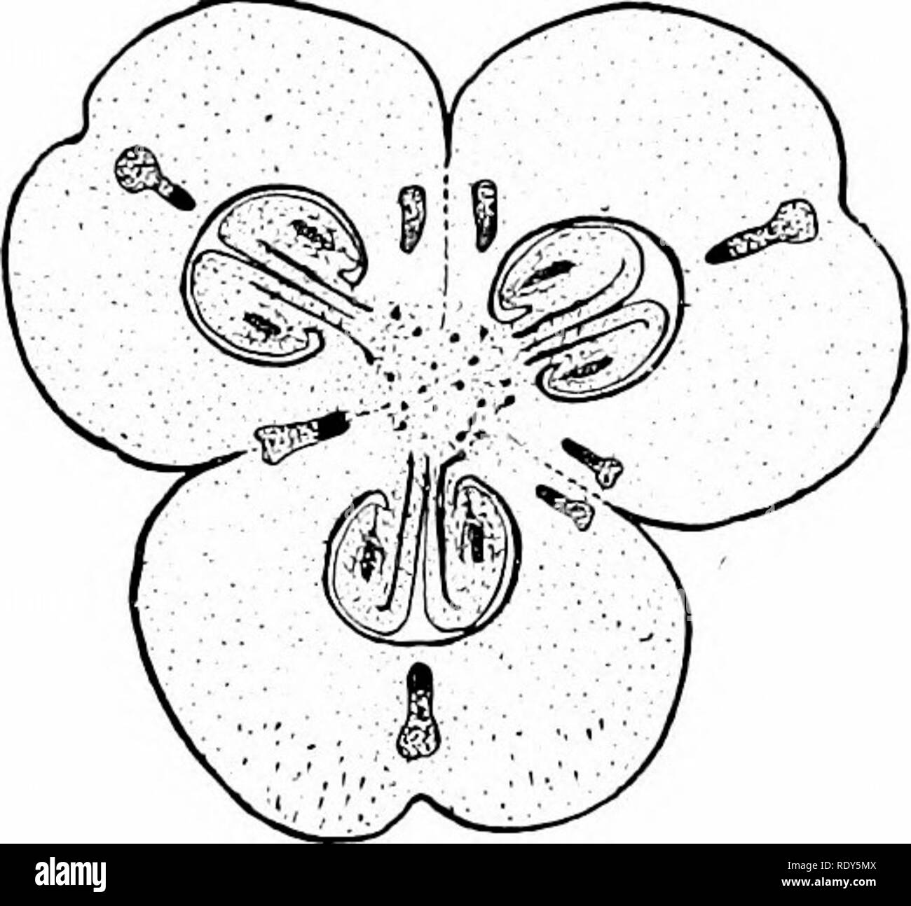 . Botany of the living plant. Botany. APPENDIX A 495 arc incompletely ...