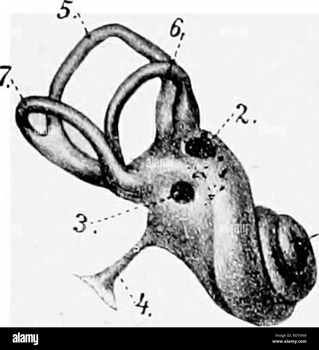 Cochlearis cochlearis Black and White Stock Photos & Images - Alamy